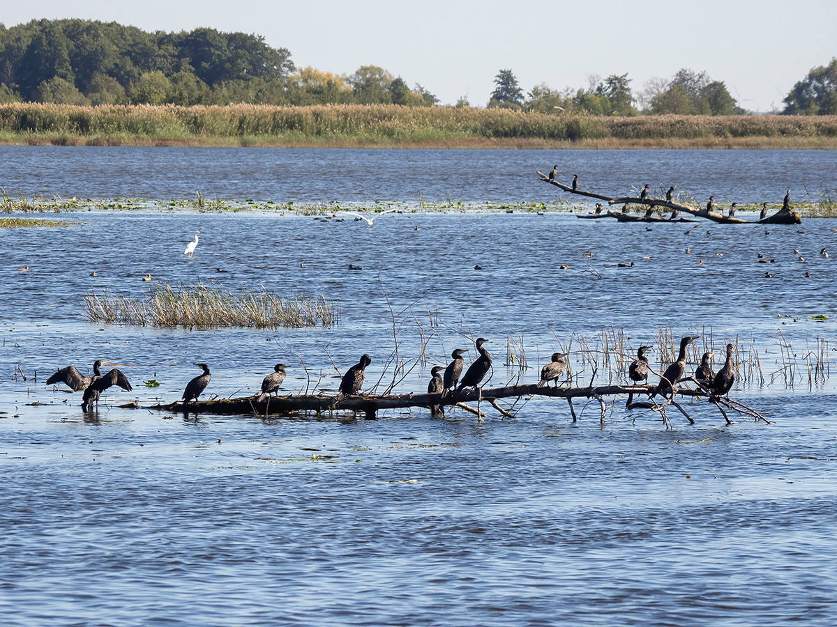 Nemuno deltos regioninis parkas - Šilutės turizmo informacijos centras